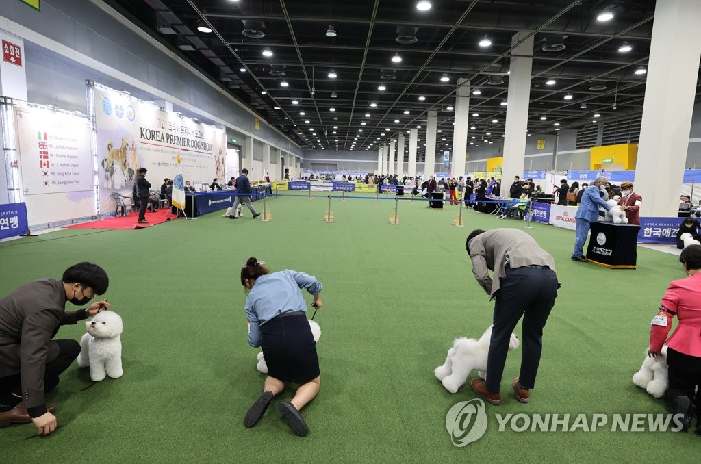 견종 심사 받는 비숑 프리제 견들 연합뉴스