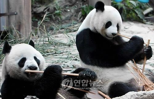 "잘가 푸바오"…판다 중국 귀환은 멸종위기종 보전 때문 | 연합뉴스