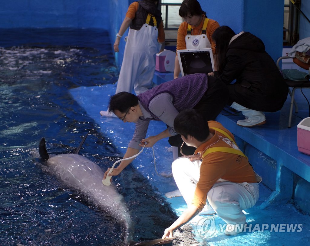 "몸 상할라" 출산 앞둔 울산 큰돌고래 '귀한 몸' | 연합뉴스
