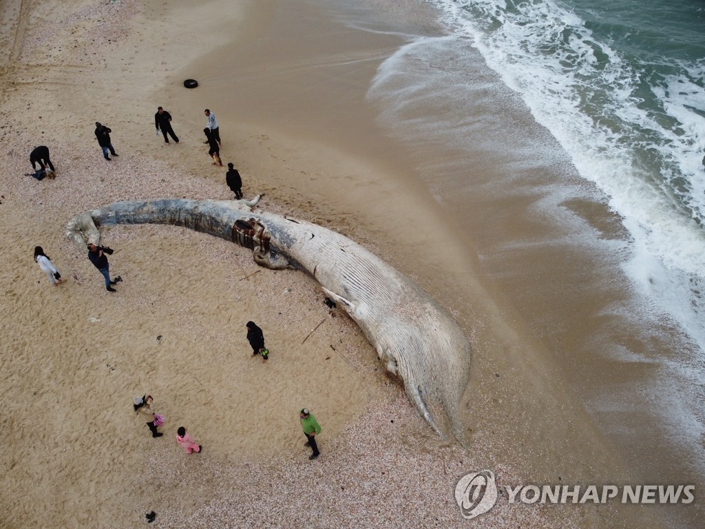 길이 17m 긴수염고래 새끼 이스라엘 해변서 죽은 채 발견 연합뉴스