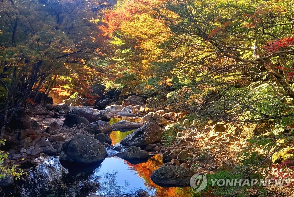 '삼홍' 지리산 피아골의 단풍 | 연합뉴스