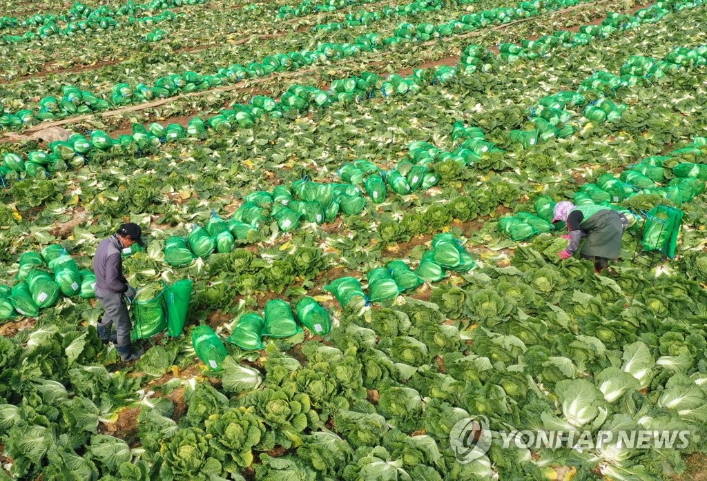 김장철 앞두고 배추 수확 연합뉴스
