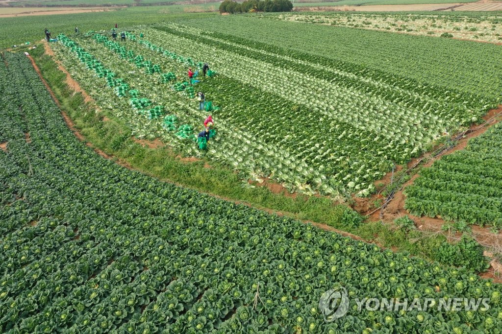다가오는 김장철 배추 수확 연합뉴스
