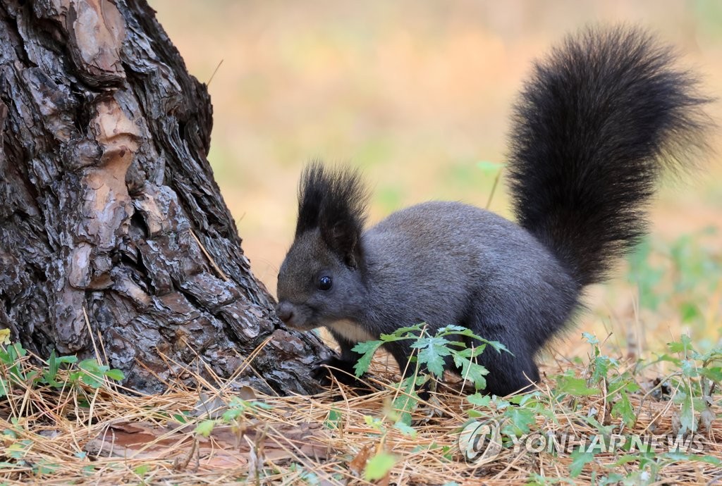 소나무 숲에서 먹이 찾는 청설모 | 연합뉴스