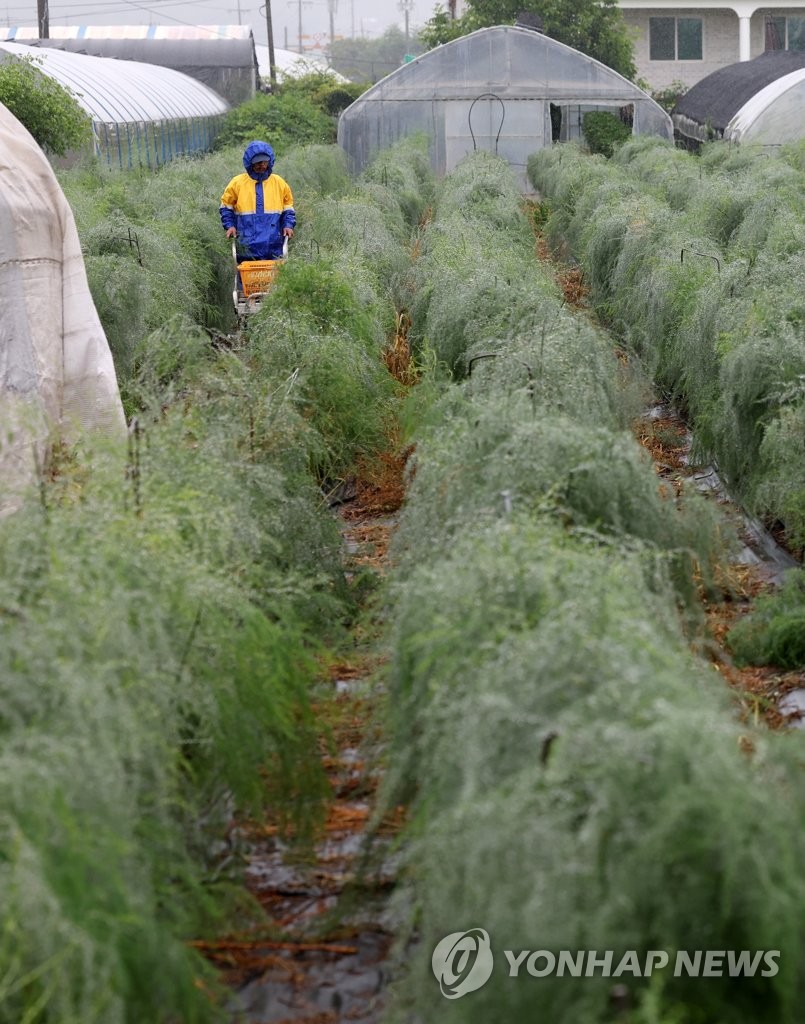 장마와 농부 | 연합뉴스
