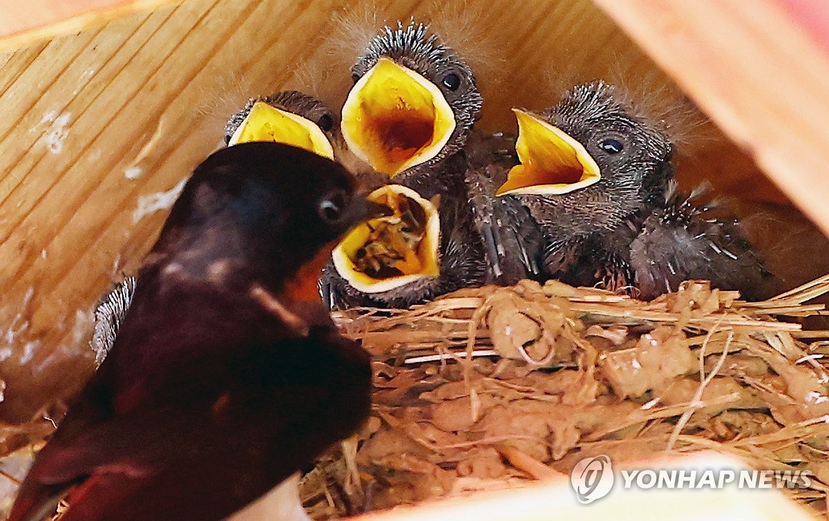 먹이 받아먹는 새끼 제비 | 연합뉴스