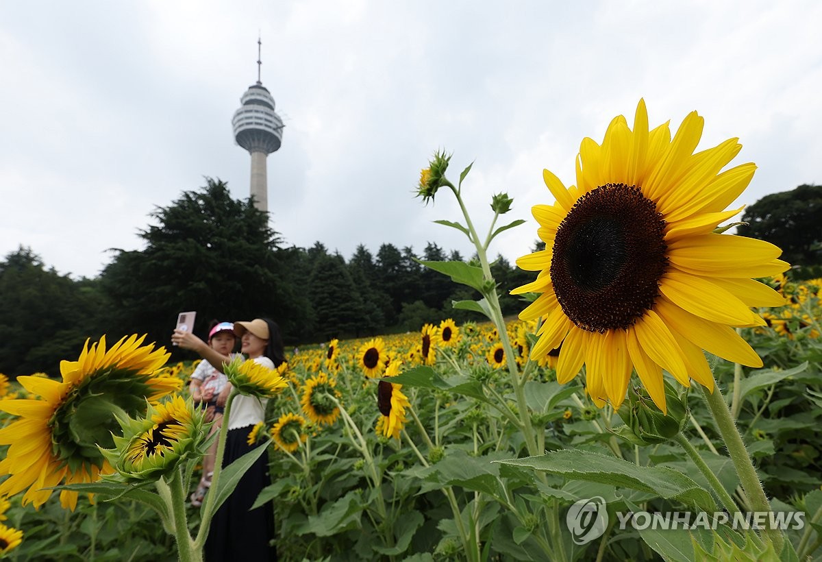 Sunflowers in full bloom | Yonhap News Agency
